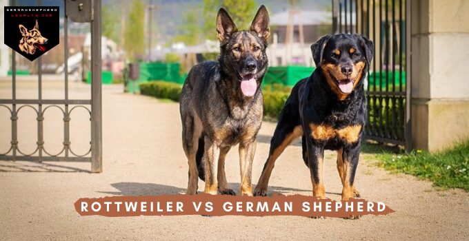 Rottweiler vs German Shepherd: Breed Comparison & Differences Dog ...