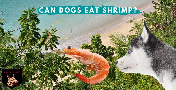 Can Dogs Eat Shrimp? German Shepherd