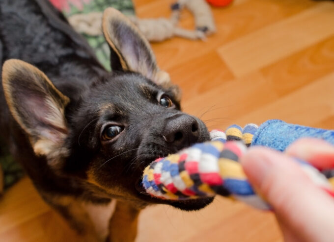 How to Keep Your Dog Entertained: Tips for Fun and Engaging Playtime ...