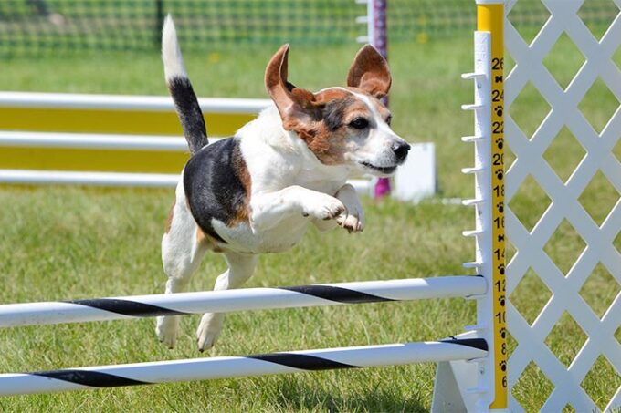 Training Your Dog For Specific Tasks: How To Train For Agility ...