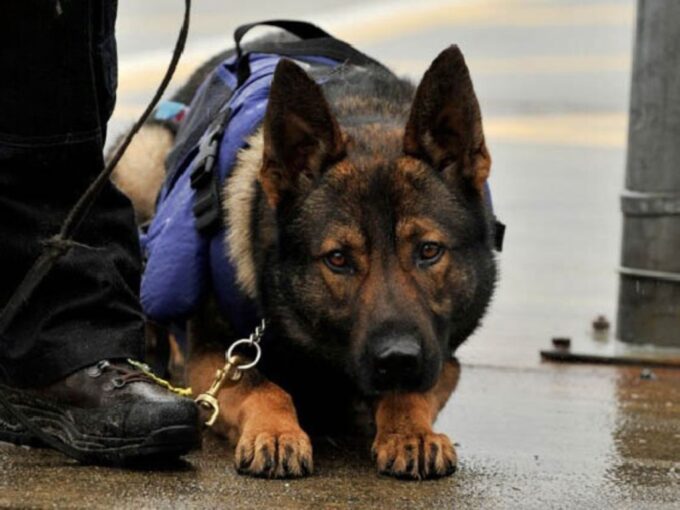 Training Your Personal Protection Dog: Challenges and Rewards German ...